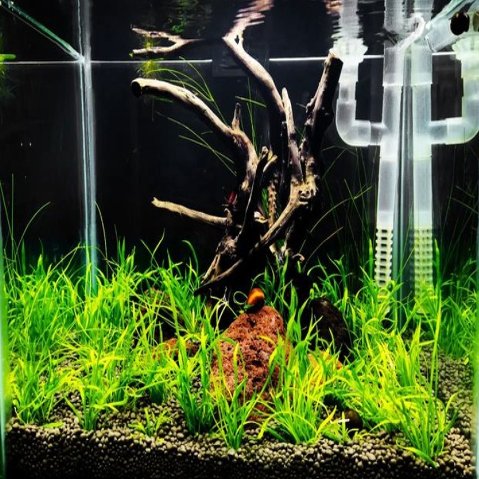 Buy2Get1Free Micro Sword Lilaeopsis Novaezelandiae Bundle Live Aquarium ...