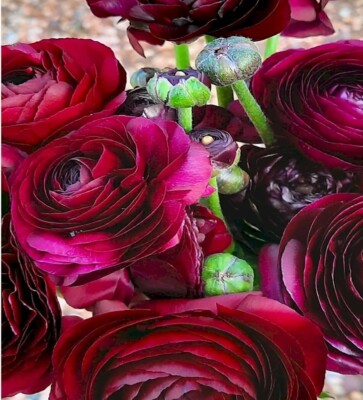 Ranunculus Bulbs - BURGUNDY - 25x BULBS | eBay Australia