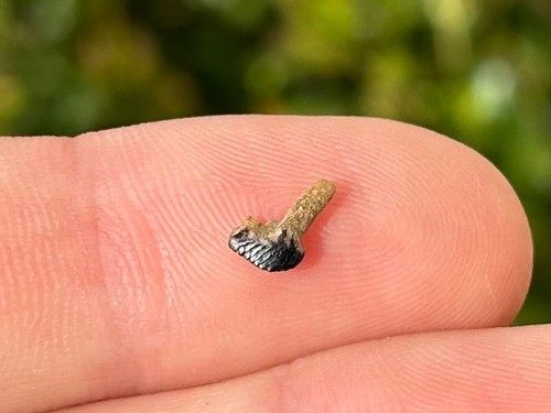 Multituberculate Mammal Tooth Fossil Hell Creek Formation Cretaceous ...