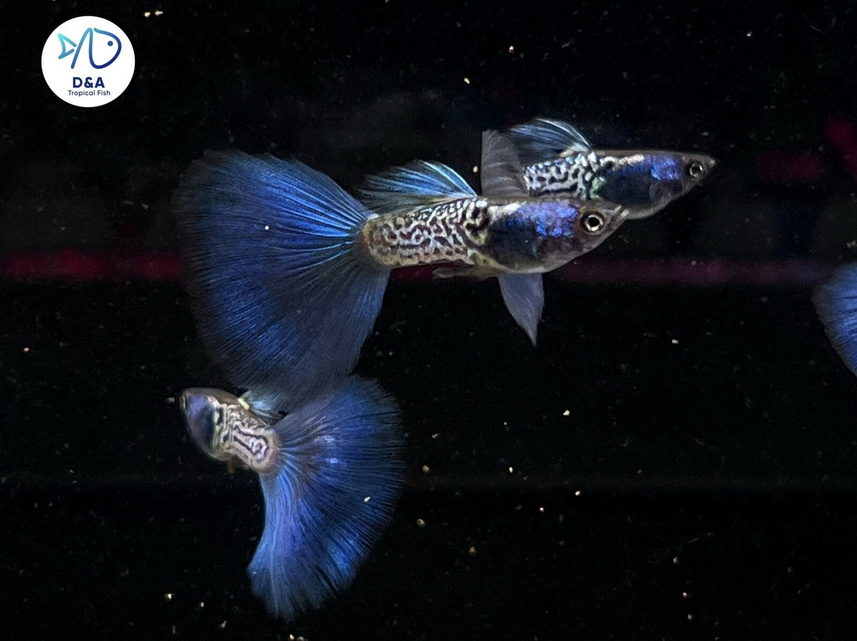 Blue Snakeskin Guppy
