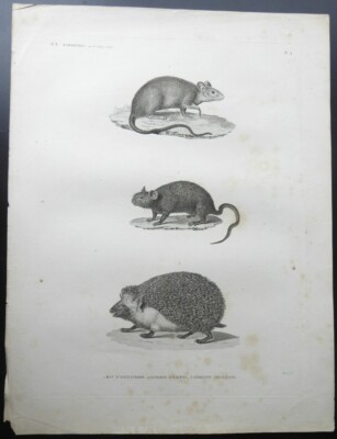1820s Description de l'Egypte Mammals Plate 5 Egyptian Rat, Hedgehog | eBay