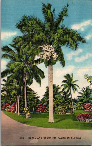 Hartman Litho Royal and Cocoanut Palms Florida Topographical Postcard ...