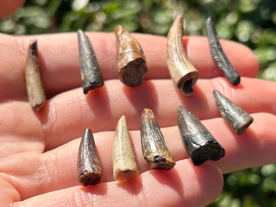 Niger Fossil Reptile & Dinosaur Teeth LOT OF 10 Cretaceous Collection ...