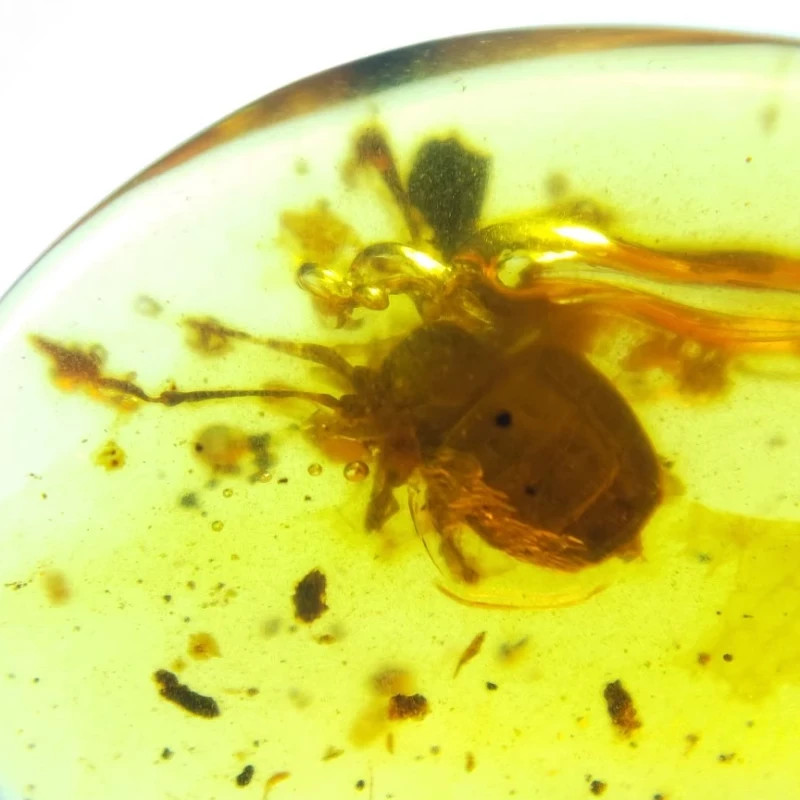 Burma's natural amber insect amber from the Cretaceous period Moth ...