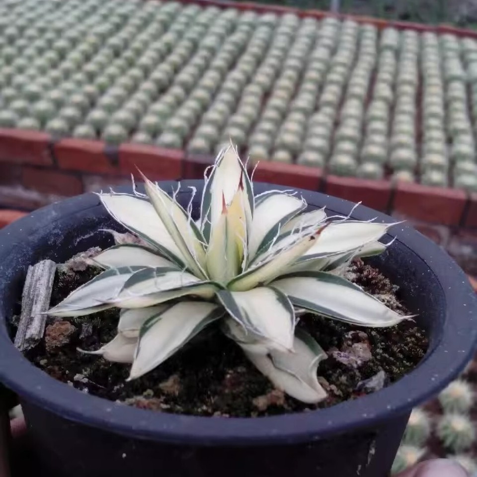 5CM Succulent Agave Plant Agave Filifera V.Compacta Yellow Variegated ...
