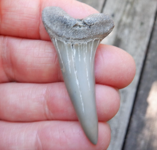 Scarce 1.91" AURORA NC Shortfin Mako LEE CREEK Fossil Shark Tooth ...