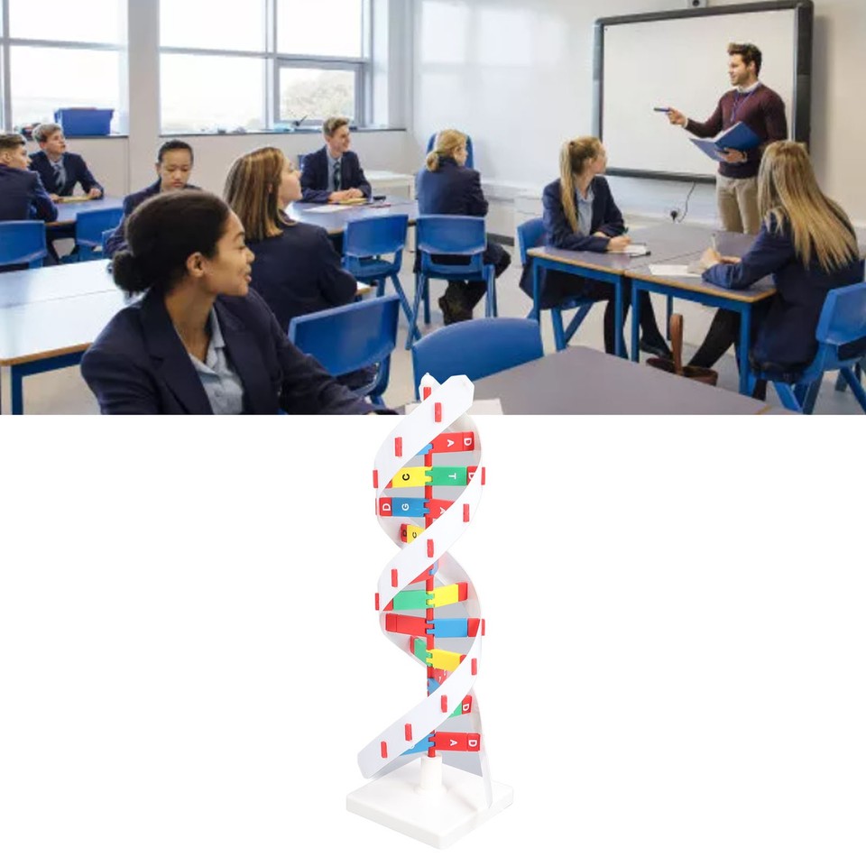 DNA Structure Model Colorful Double Spiral Assemble Model Science ...