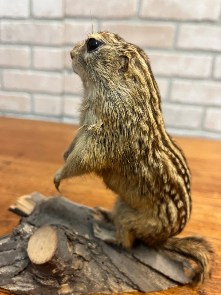 Vintage Chipmunk Mount Full Body Standing Taxidermy on Wood Log | eBay
