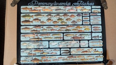 Fishes of Pennsylvania Fish Species Identification Poster 24x18" | eBay