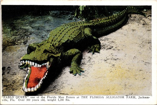 Postcard Jacksonville Florida - Pablo Queen - Florida Alligator Farm | eBay