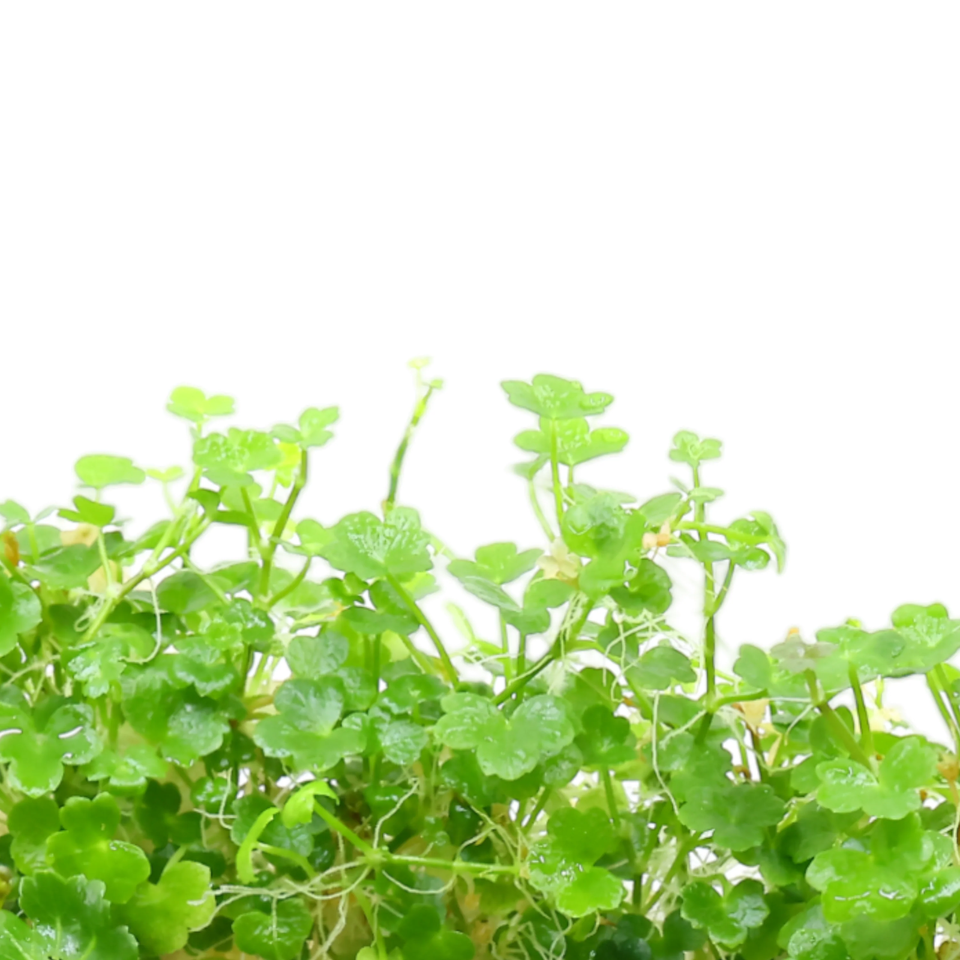 Hydrocotyle Tripartita Mini | Aquarium Plants Factory® | eBay