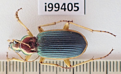 i99405. Insects, Carabaeidae sp. Vietnam Central | eBay