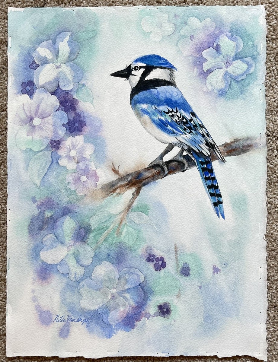 Blue Jay Bird Images