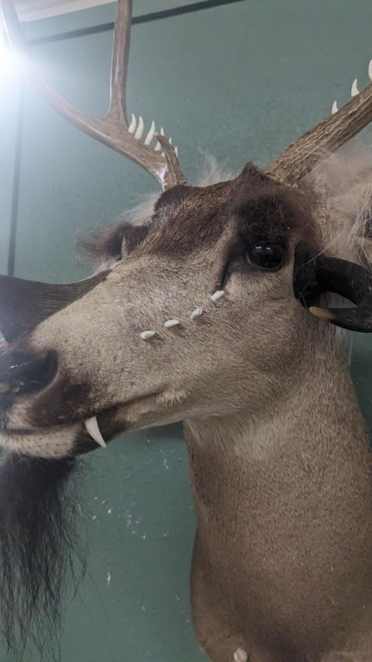Whitetail Deer Real Antler Deer Taxidermy Mount Freak Deer Dracula | eBay