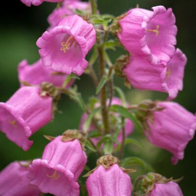 Tussock Bellflower Single Rose Pink 150 seeds FLOWER GARDEN cottage ...