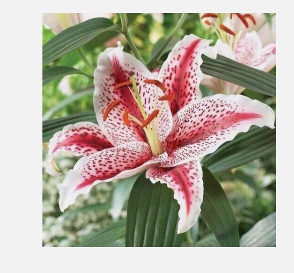 1 - ORIENTAL LILY DIZZY Flower Bulbs - Staffs Favorite | eBay