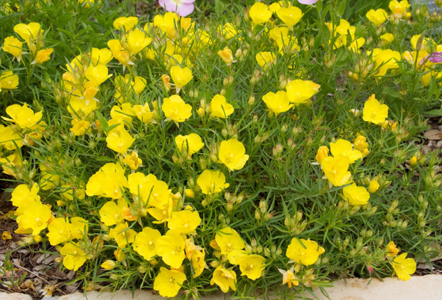 Berlandier’s sundrops (Oenothera berlandieri (syn Calylophus b.))—100 ...