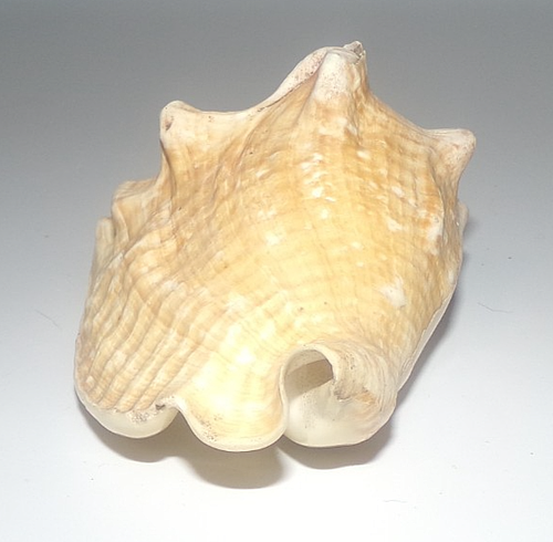 Milk Conch Strombus Conch Queen Conch? Seashell Very Pretty Shell ...