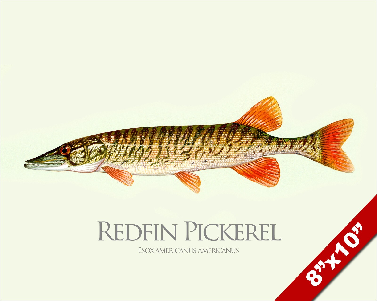 REDFIN PICKEREL PIKE FISH PAINTING AMERICAN FISHING ART REAL CANVAS ...