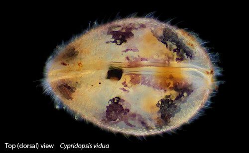 Seed Shrimp