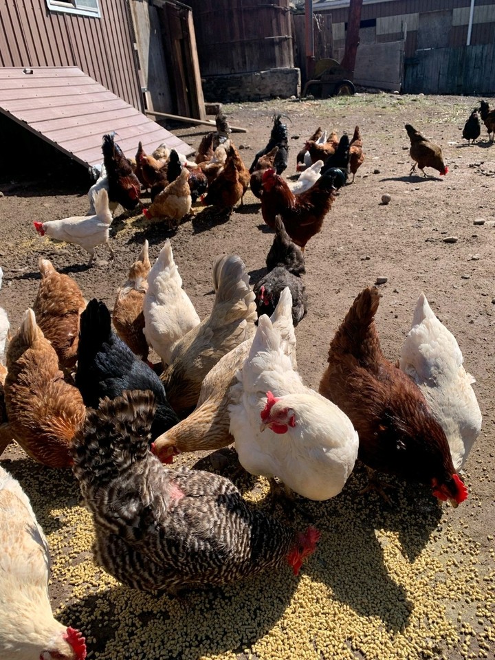 12 Barnyard Mix Rainbow Chicken Hatching Eggs Fertile and Fresh | eBay