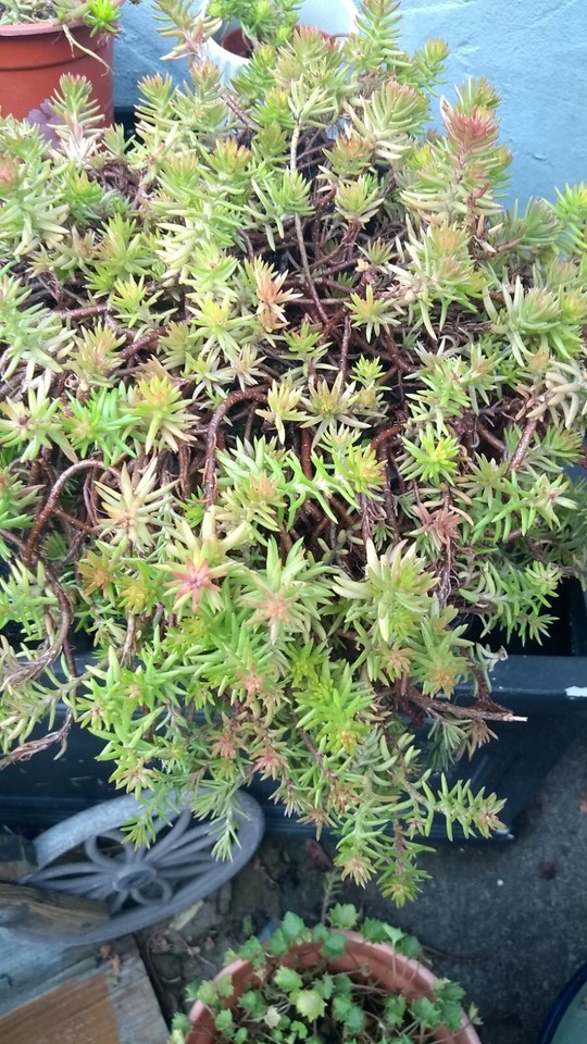 Hardy Sedum potted plants Colourful Rare Varieties Rockery Succulent ...