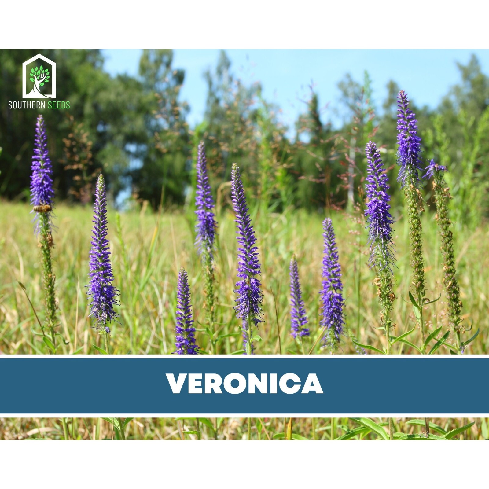 Spiked Speedwell Veronica Seeds, Heirloom Flower, USA Grown | eBay