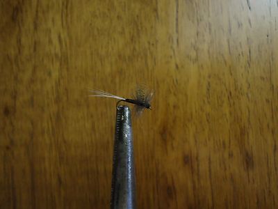 Flies - Quill Gordon