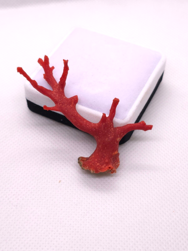Red Coral Branch Loose Gemstone 100%Natural Sea Coral Unpolished Reef ...