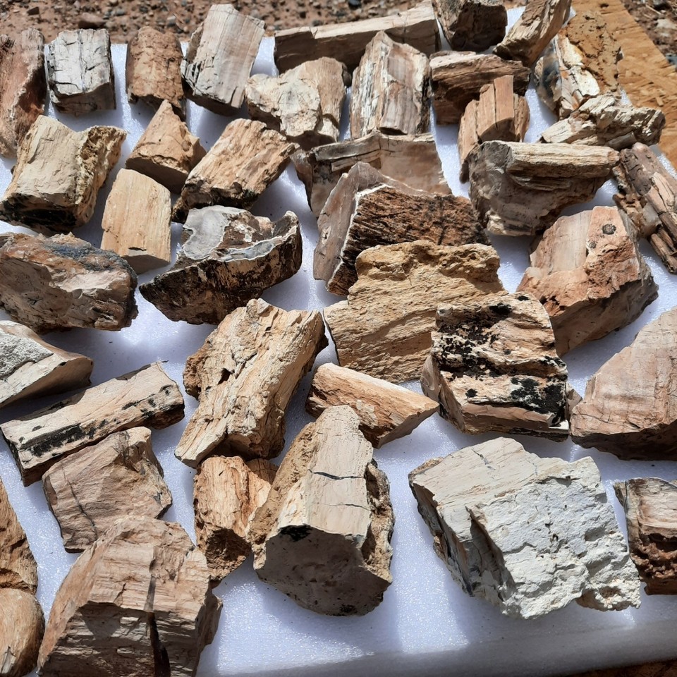 EDEN VALLEY PETRIFIED WOOD from WYOMING - VALUE PACK - OVER 20+ LBS ...