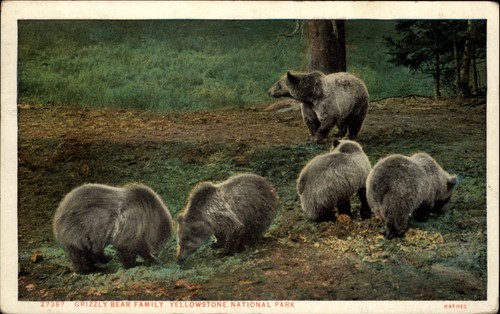 Grizzly Bear Family Yellowstone National Park vintage postcard f826 | eBay