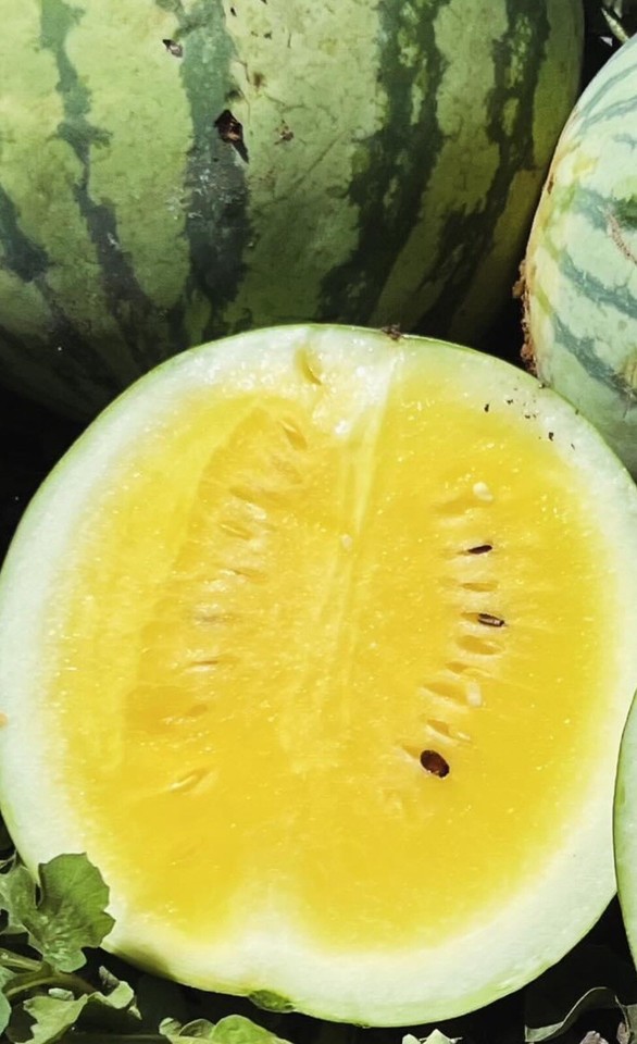 15+ Yellow Watermelon Seeds . Non GMO True To Color . | eBay