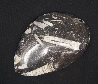 Orthocerous Fossil 4 1/2' by 3" | eBay