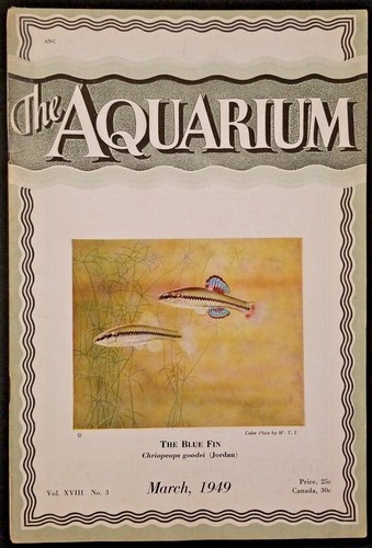 1949 Aquarium Magazine March Chriopeops Goodei Blue Fin Hobbyist ...