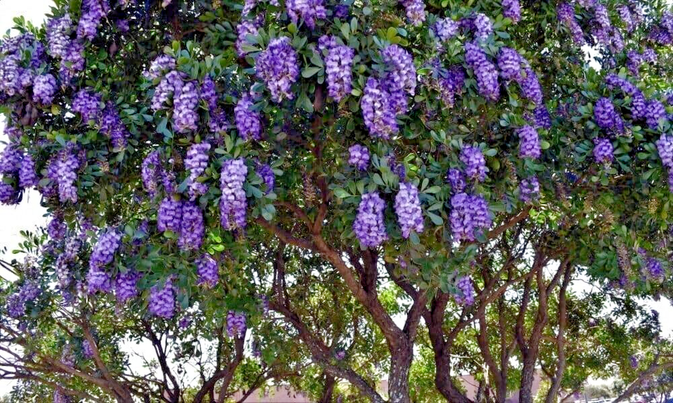 TEXAS MOUNTAIN LAUREL FLOWER TREE SEEDS (Sophora Secundiflora) Mescal ...