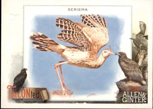 2023 Topps Allen & Ginter TALONted #TT18 Seriema | eBay