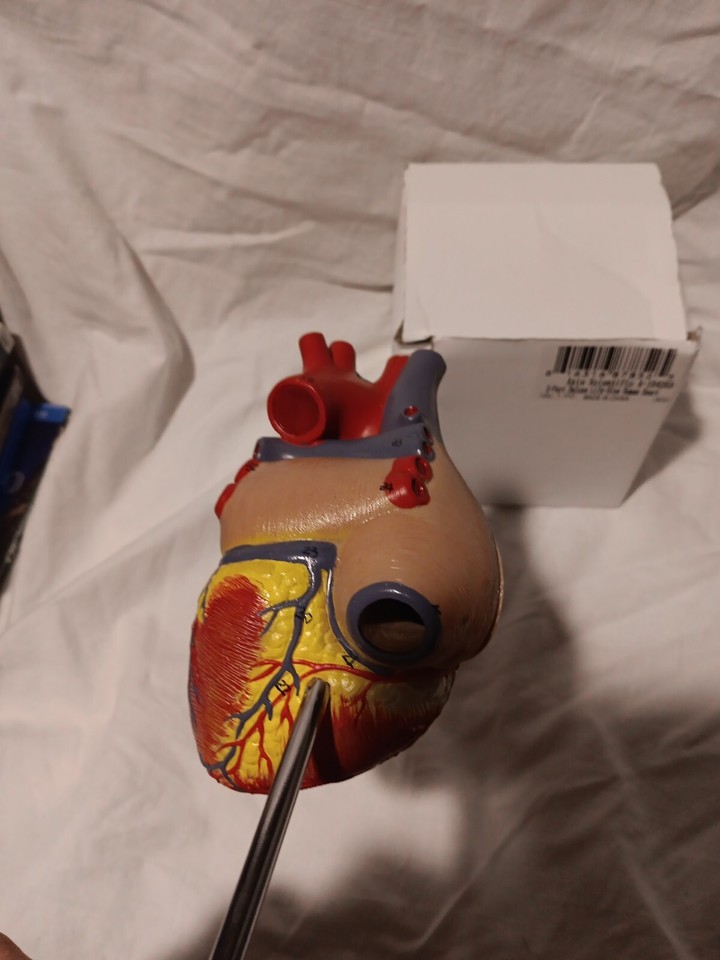 Axis Scientific Heart Model 2-Part Deluxe Life Size Human Heart Replica ...