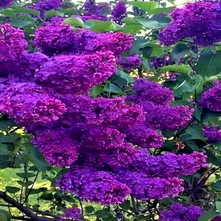 20 Common Lilac Purple Flower Tree Seeds Fragrant Hardy Perennial ...