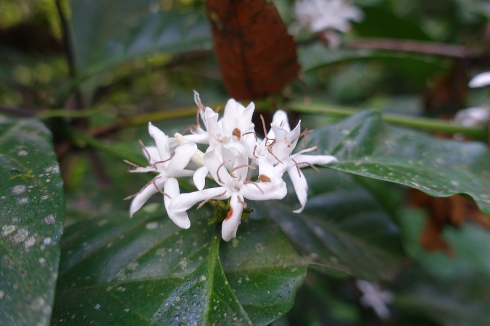 Coffee Flowers & Leaves Caffeine Cafe Kuti Coffea arabica Kopi Dried ...