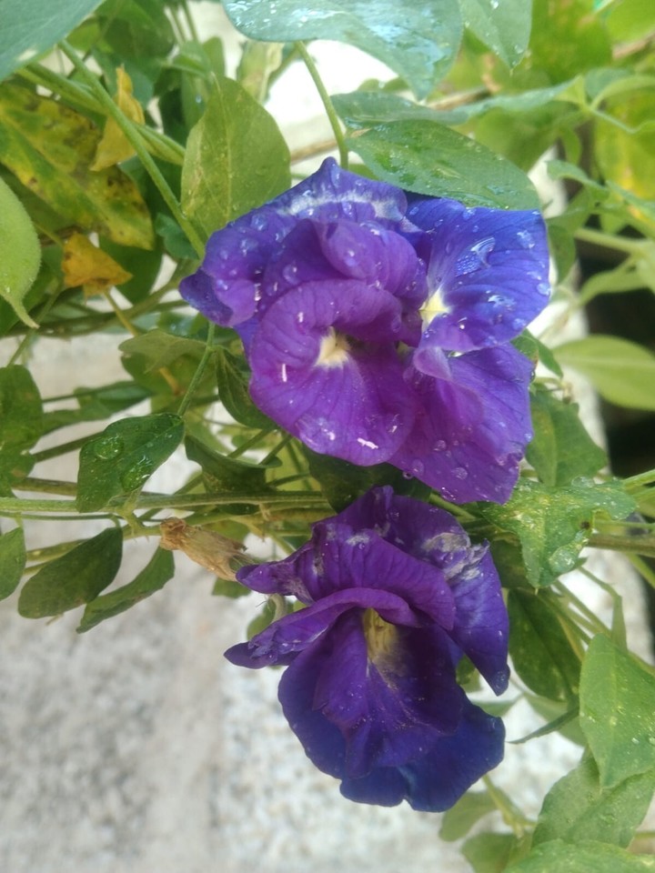 Butterfly Pea Flower Dried Blue Tea Nil Katarolu Pure Organic Natural ...