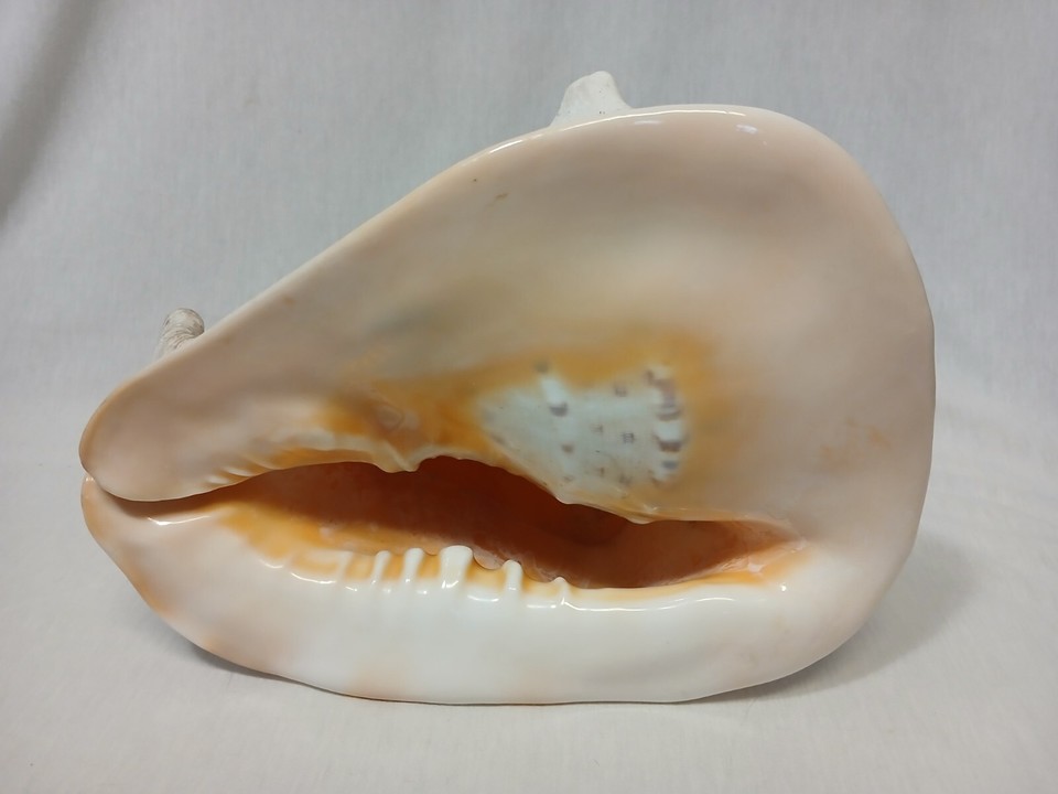 10" Cassis Cornuta Queen Horned Helmet Tiger Striped Large Sea Shell ...