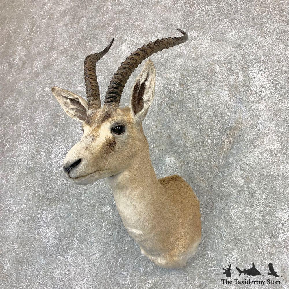 #22087 E+ | Goitered Gazelle Shoulder Taxidermy Head Mount Antelope | eBay