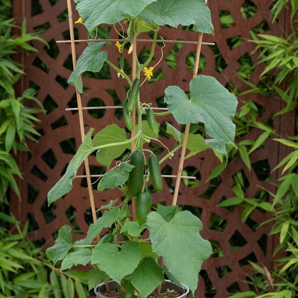 Cucumber 'Minicrisp'. Plug Plant x 4. Grow your own mini snack ...