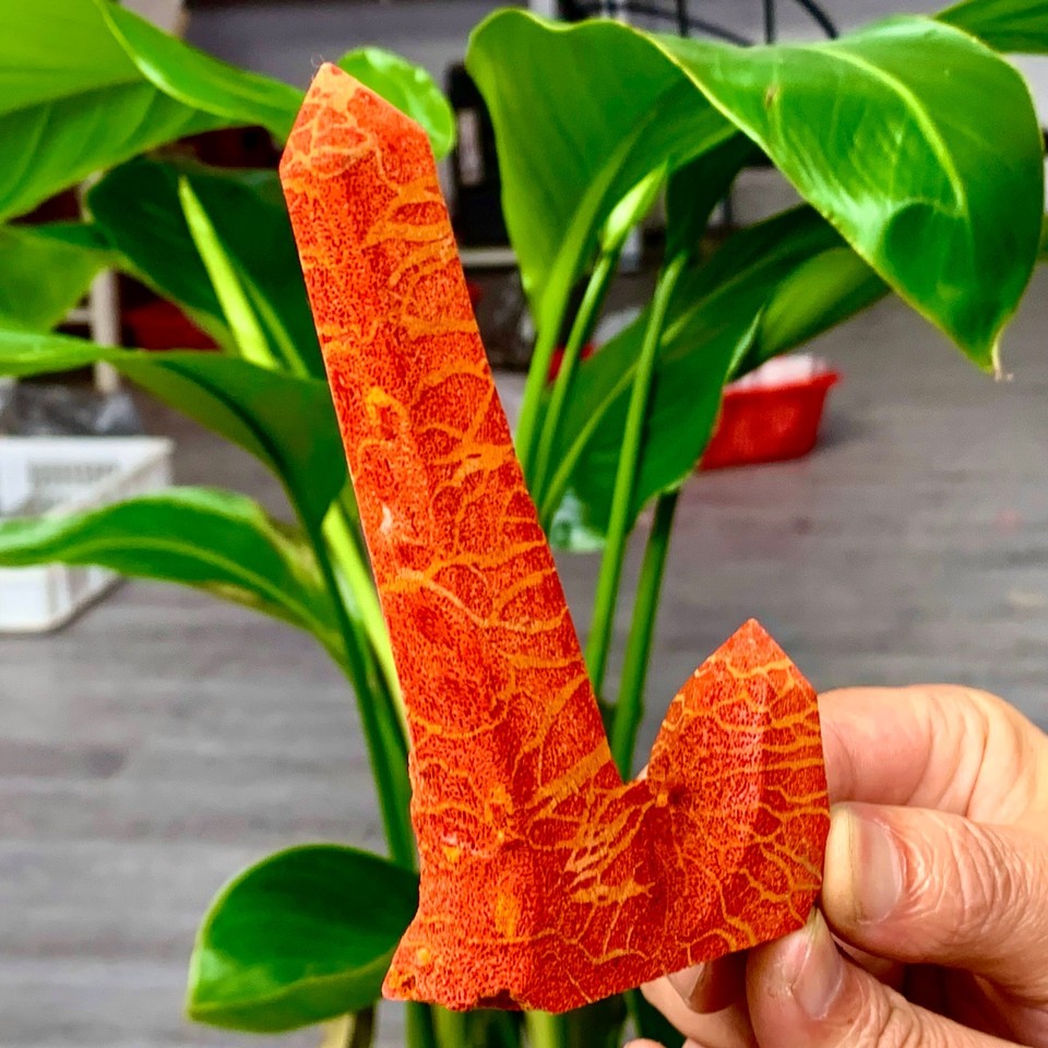 64G Natural Red coral reef Cluster Ocean Mineral Crystal Specimen | eBay UK