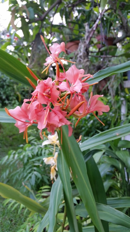 Coral Orange Pink Hedychium Butterfly Ginger, healthy Rhizome cutting ...