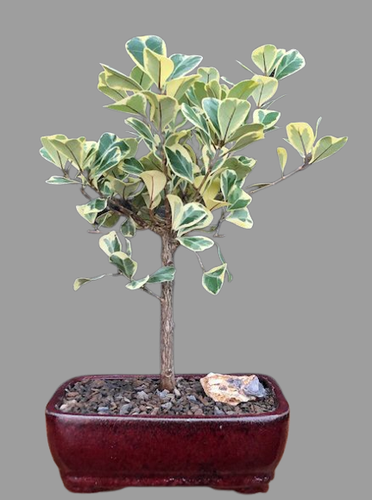 Indoor Ficus Variegated Triangularis Bonsai Tree | eBay