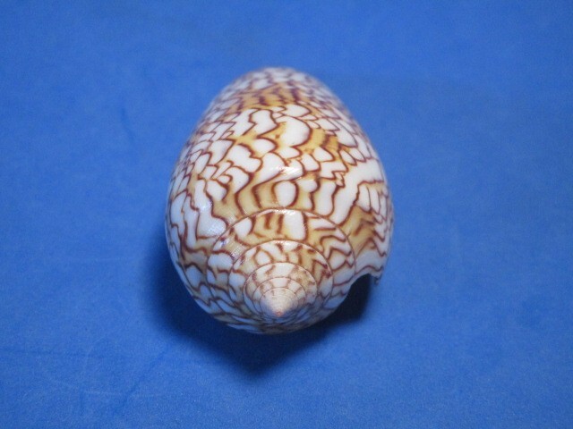 Conus textile (Linnaeus,1758) "BRIGHT-ORANGE!" (64.7mm) | eBay