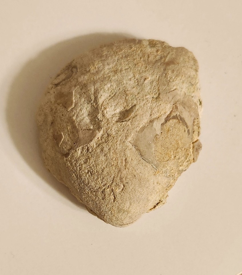 Brachiopod Clam Shell Fossil Cretaceous From Brown County Texas - 110g ...