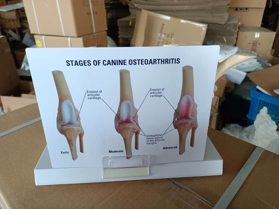 The Dissection Model Of Dog Knee Joint Pathological Anatomical Model | eBay