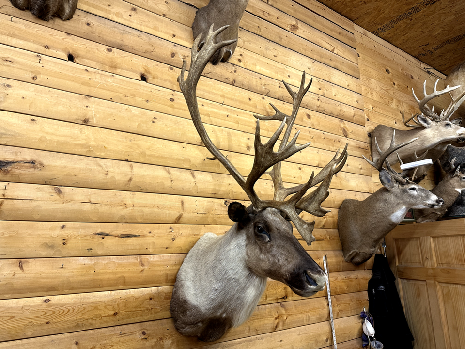 Shoulder Mount Alaskan Bull Caribou Moose Elk Stag Real Antler ...